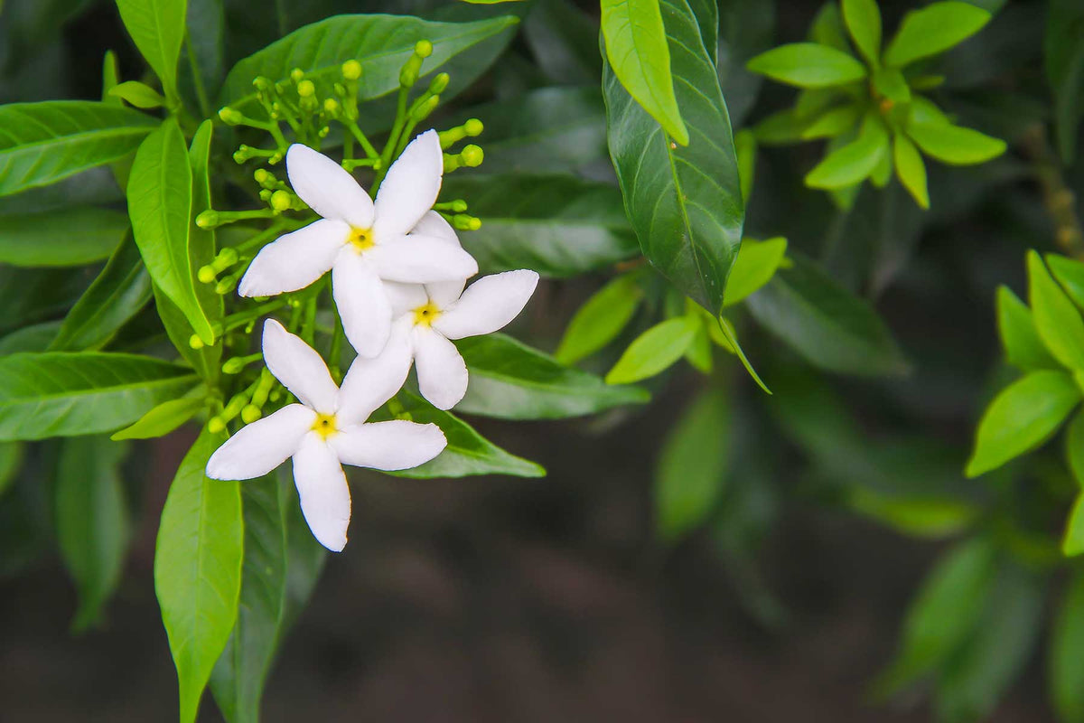 Jasmine in Perfumery: What It Smells Like and How It’s Used - STOCK ...